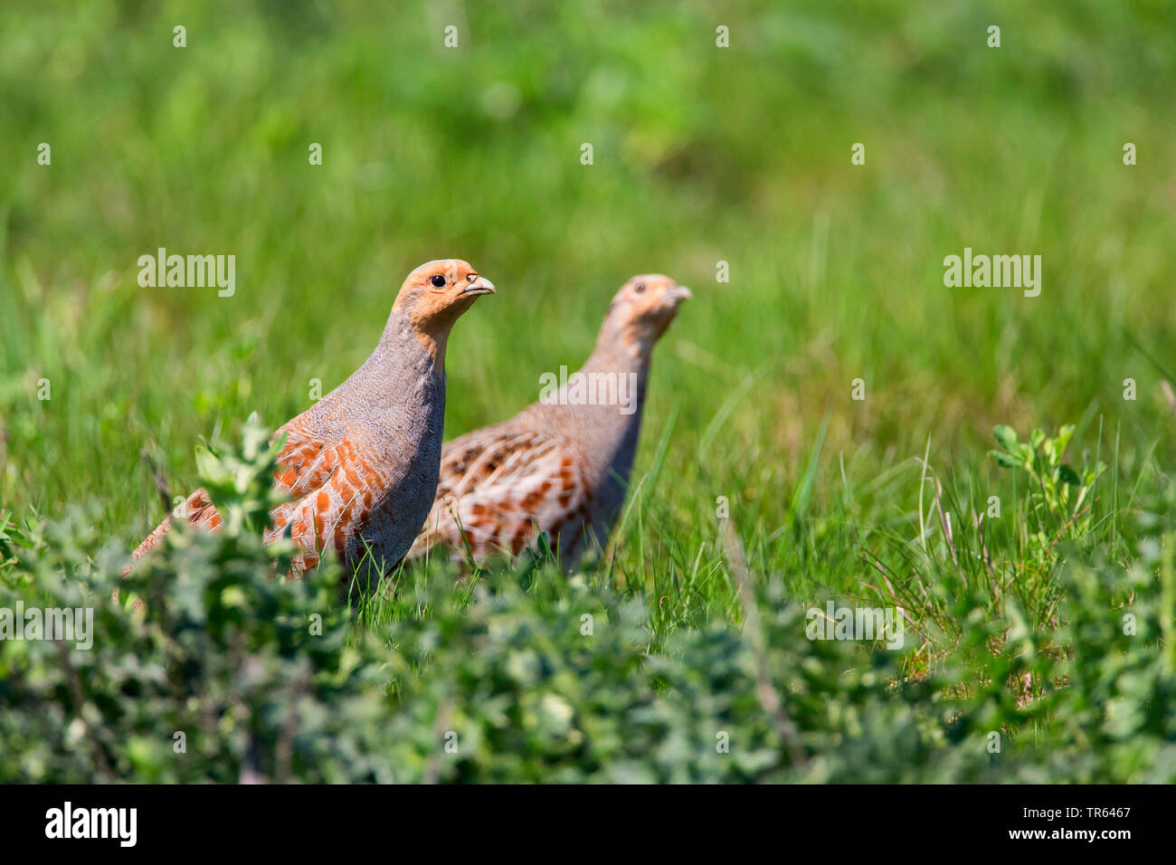 Partridges hi-res stock photography and images - Alamy