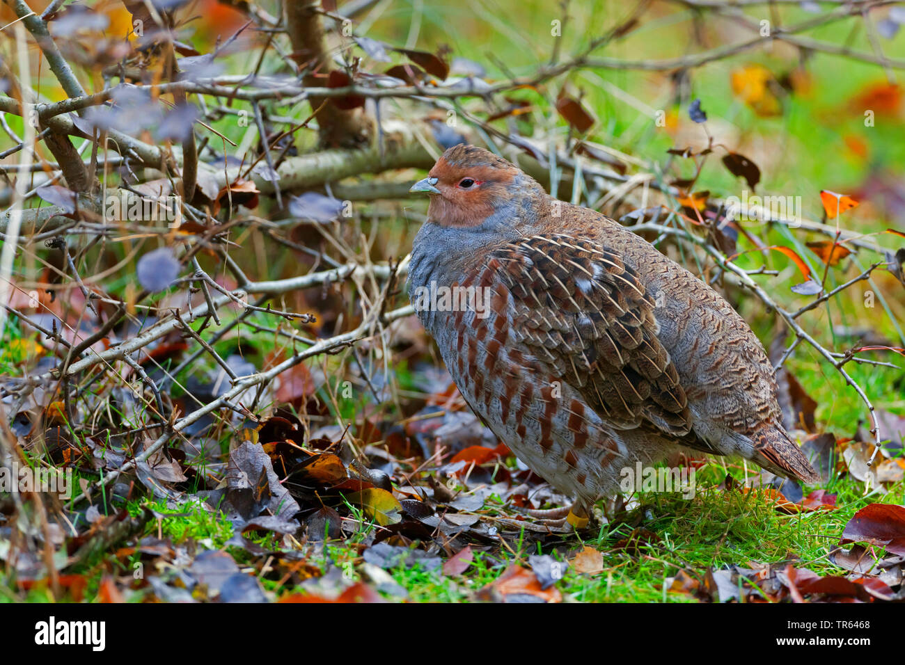 Grey partridge game bird hi-res stock photography and images - Alamy