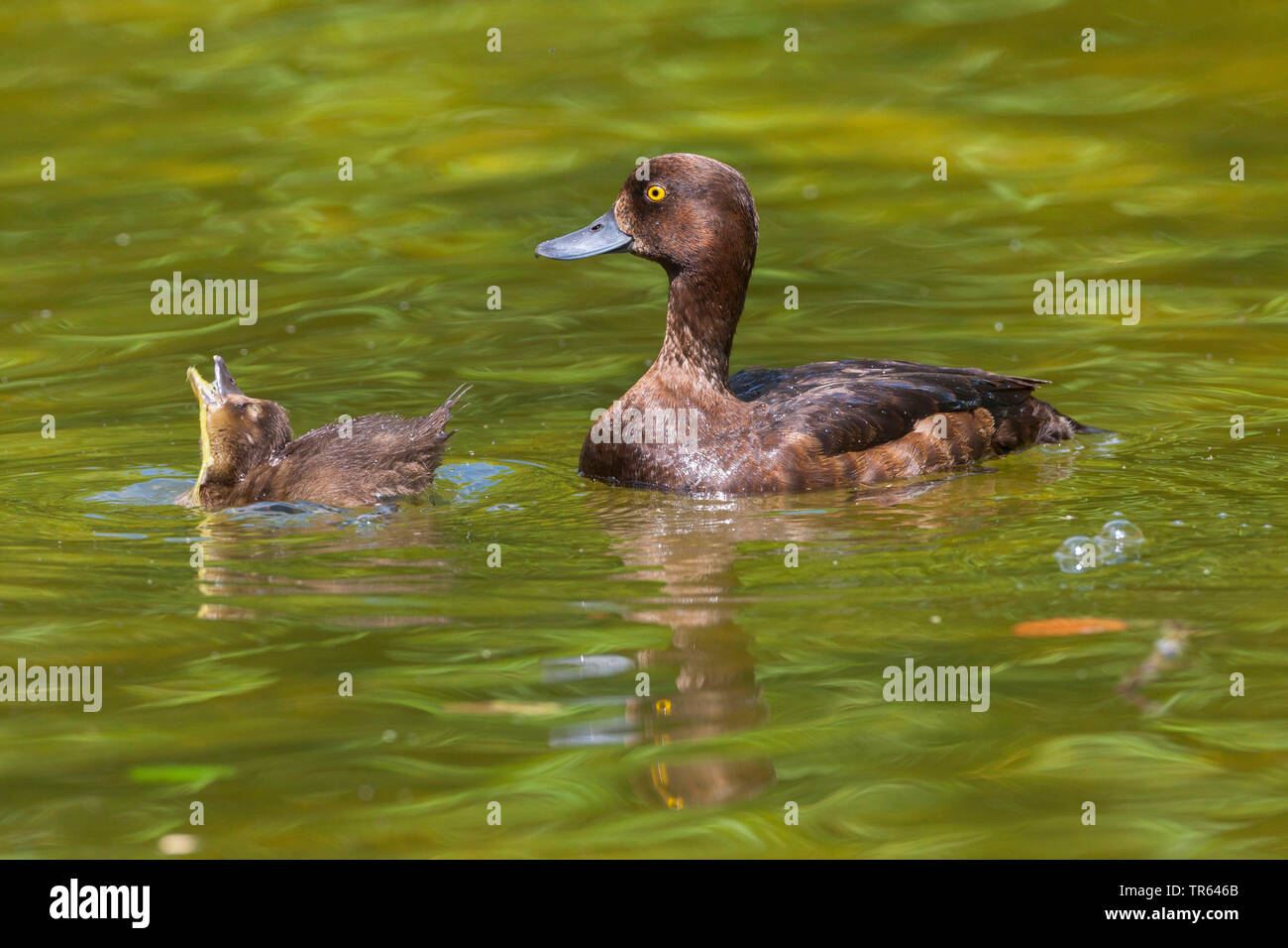 Child with water bird hi-res stock photography and images - Alamy