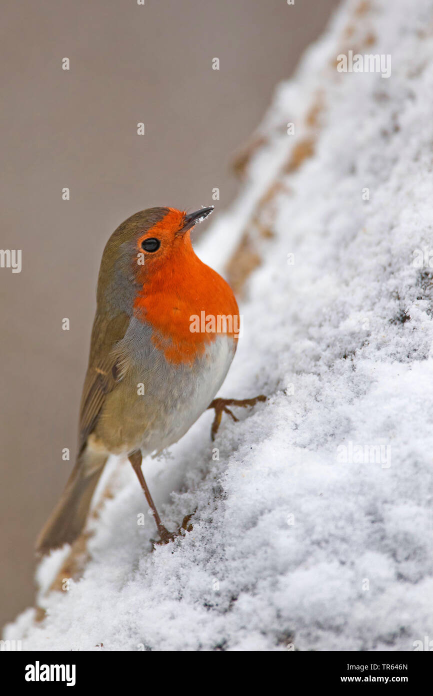 Robin winter tree hi-res stock photography and images - Alamy