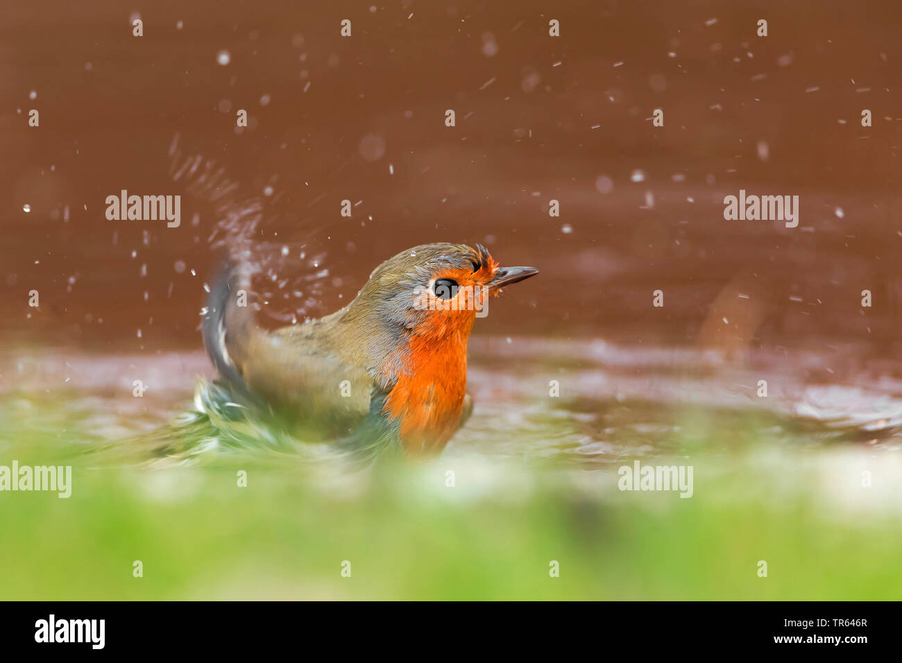 European robin (Erithacus rubecula), bathing in shallow water, side ...