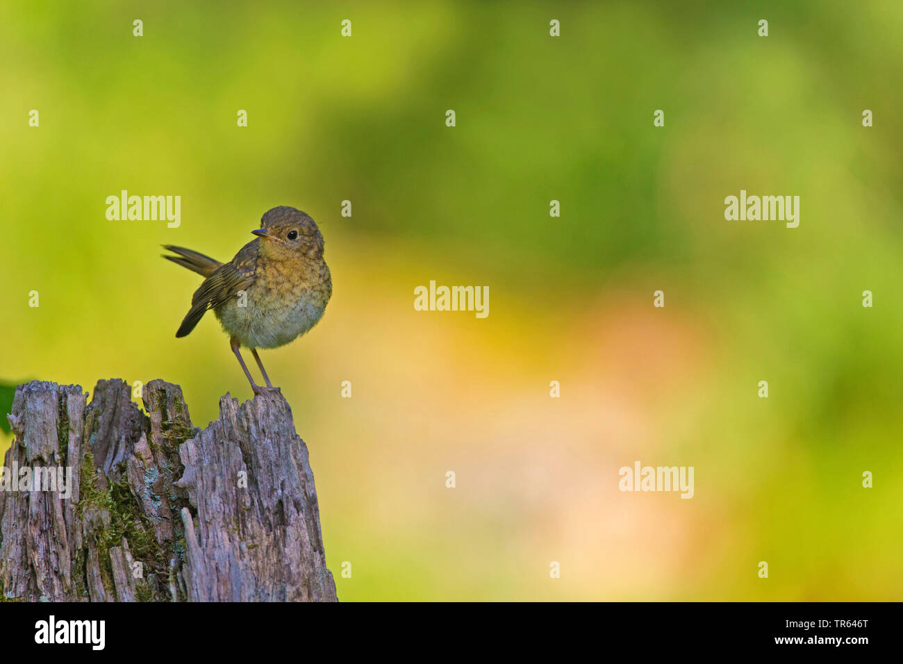European robin (Erithacus rubecula), young bird sitting on a dead tree ...