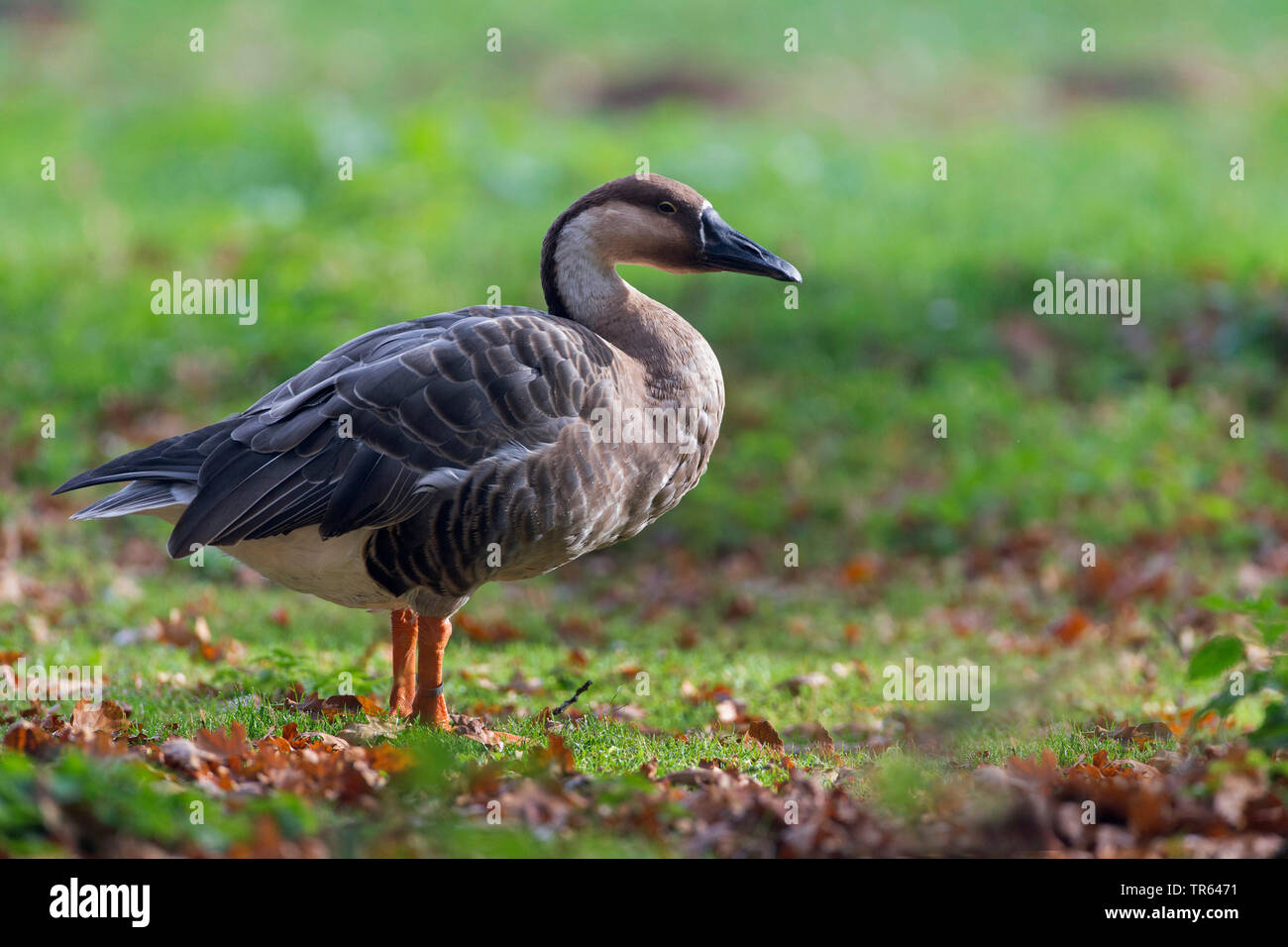 African brown goose hi-res stock photography and images - Alamy