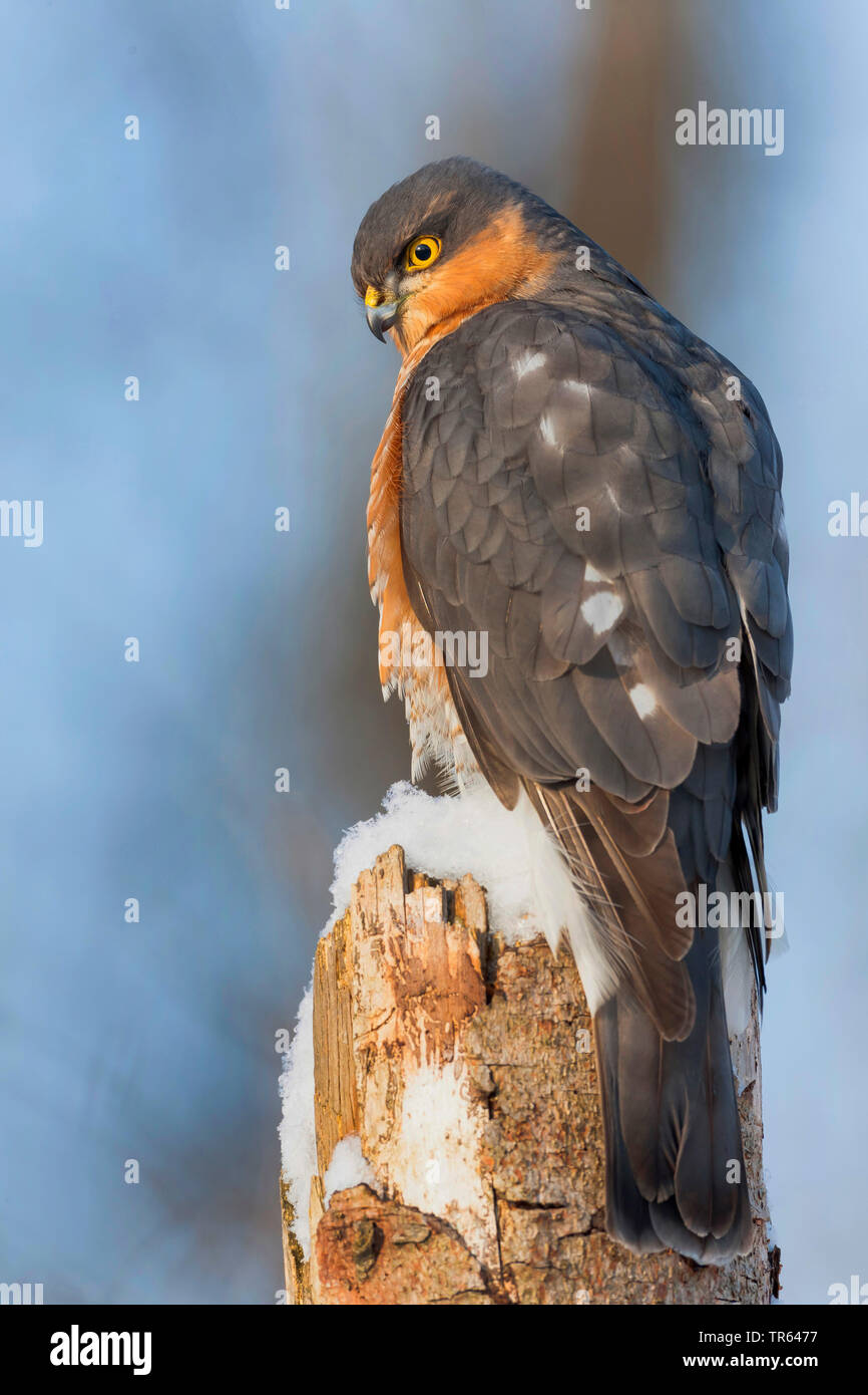 Tree stump covered with snow hi-res stock photography and images - Alamy
