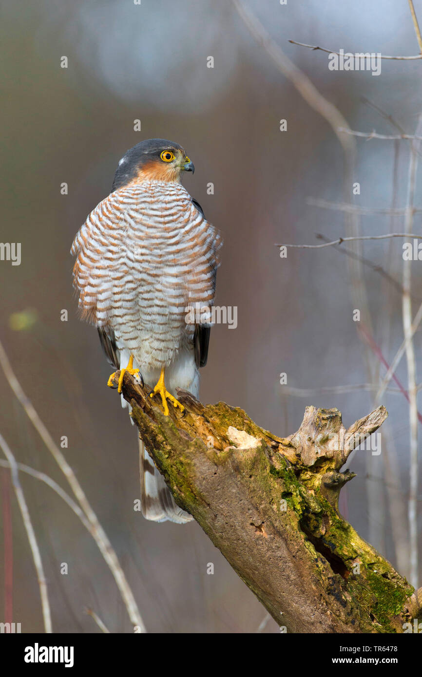 Dead hawk hi-res stock photography and images - Alamy
