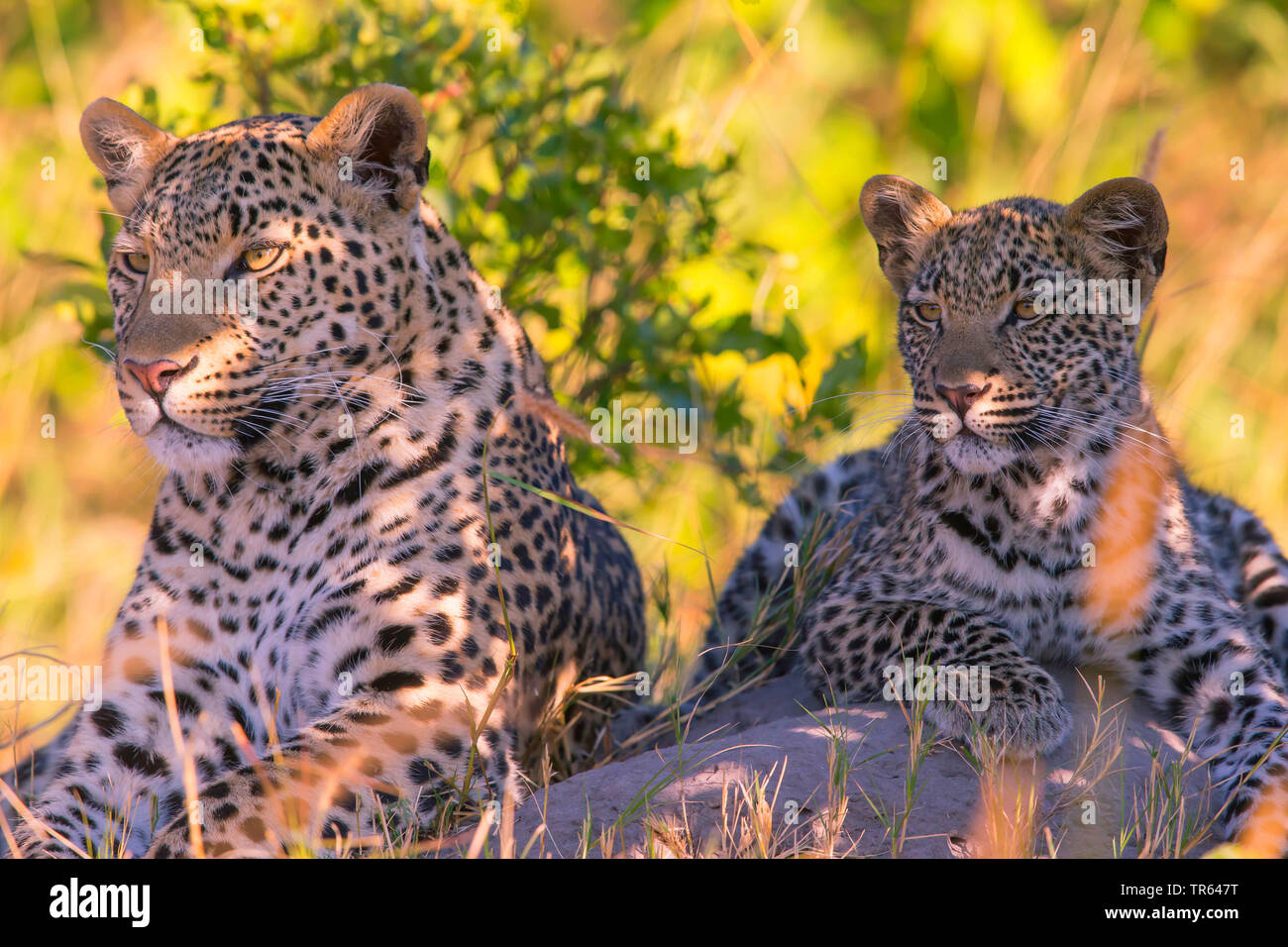leopard (Panthera pardus), leopardess resting with a young animal in ...