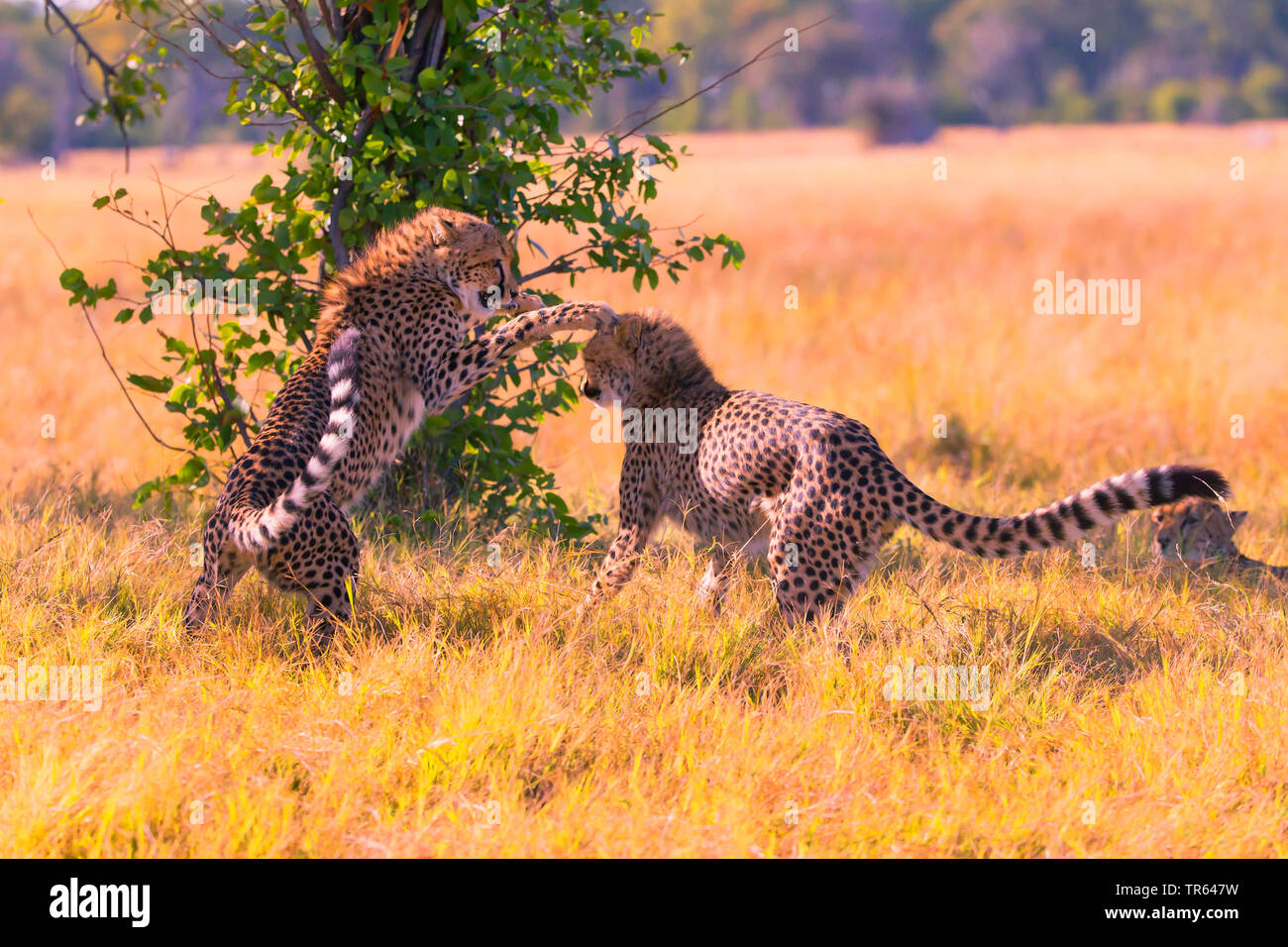Cheetah fight High Resolution Stock Photography and Images - Alamy