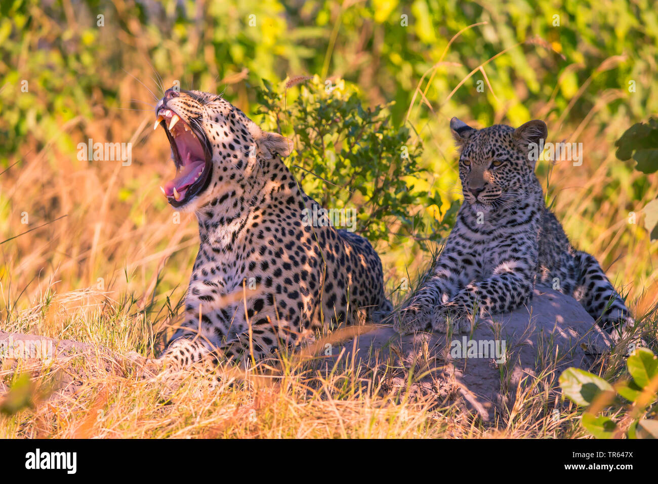 leopard (Panthera pardus), yawning leopardess resting with a young ...