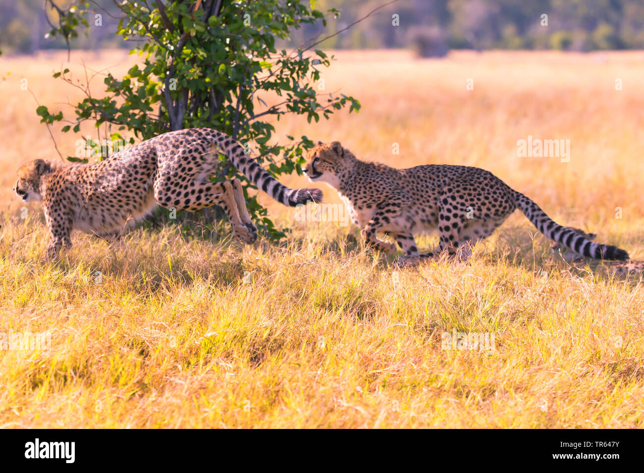 Cheetah fight High Resolution Stock Photography and Images - Alamy