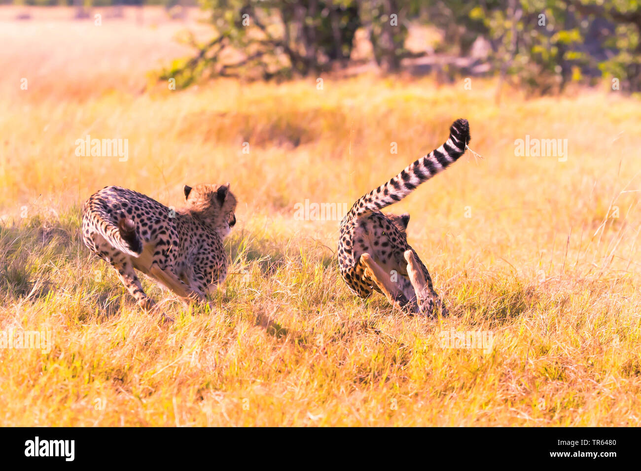 Cheetah fighting hi-res stock photography and images - Alamy