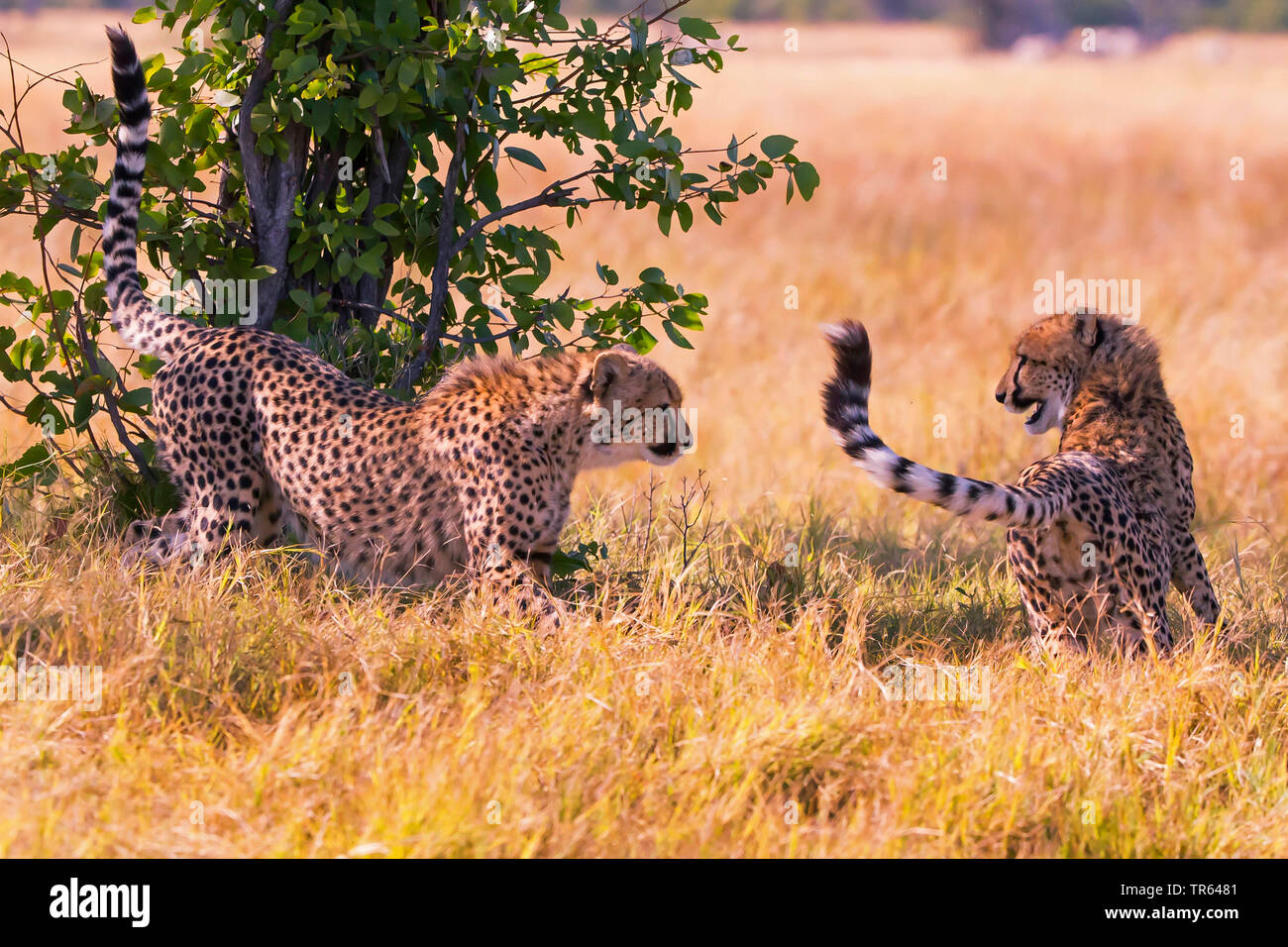 Cheetah fight hi-res stock photography and images - Alamy