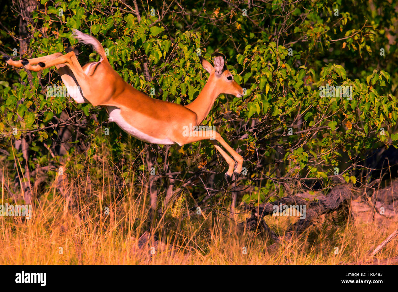 Impala jump hi-res stock photography and images - Alamy