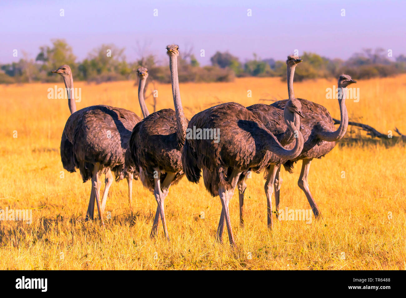 Ostriches in savanna hi-res stock photography and images - Alamy