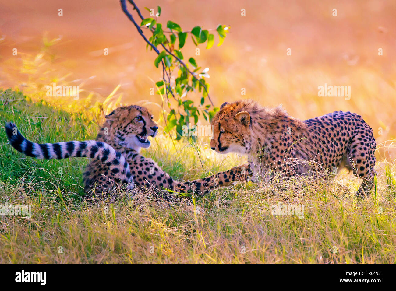 Africa cheetah botswana animals hi-res stock photography and images - Alamy
