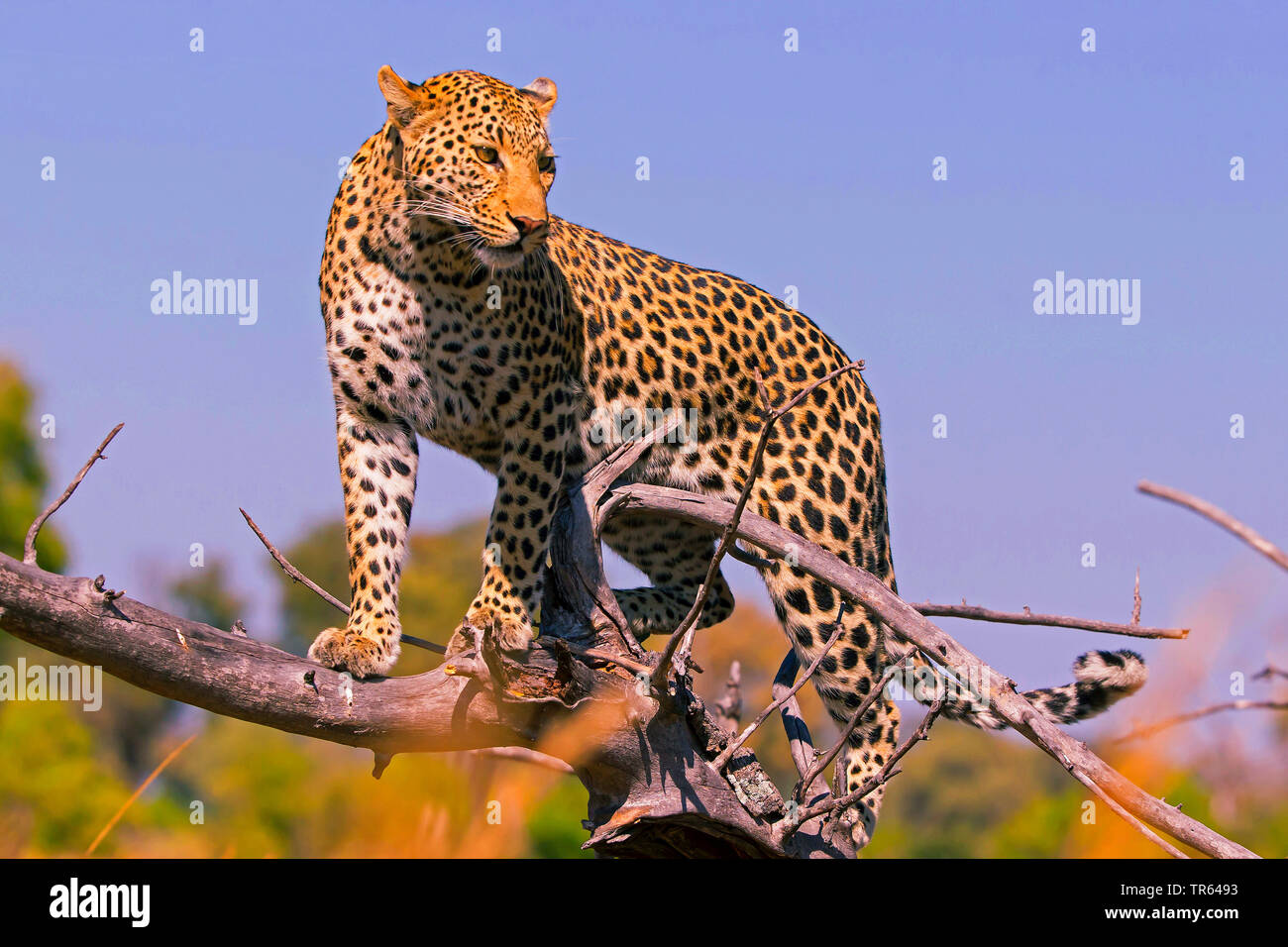 Male leopards hi-res stock photography and images - Alamy