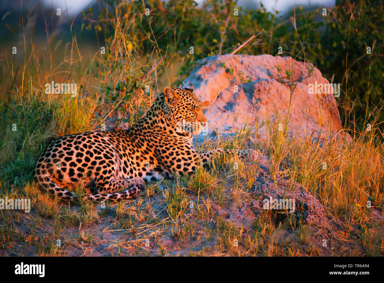 Male leopards hi-res stock photography and images - Alamy