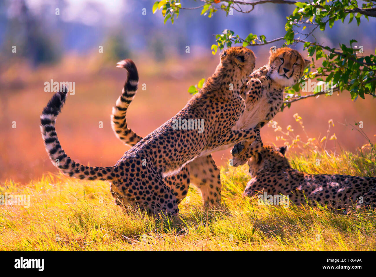 Cheetahs fighting hi-res stock photography and images - Alamy