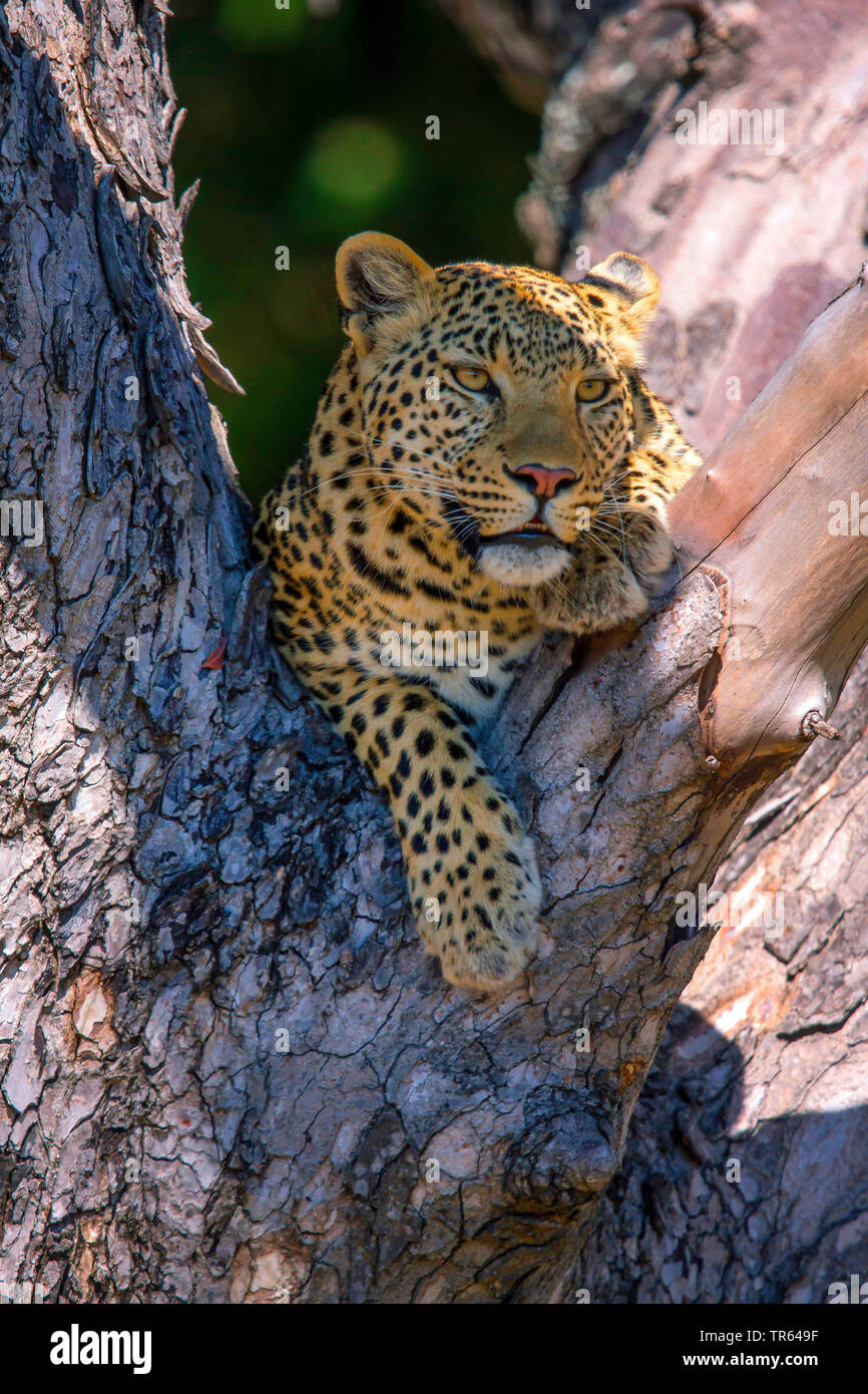 leopard (Panthera pardus), female resting in a branch fork, front view ...