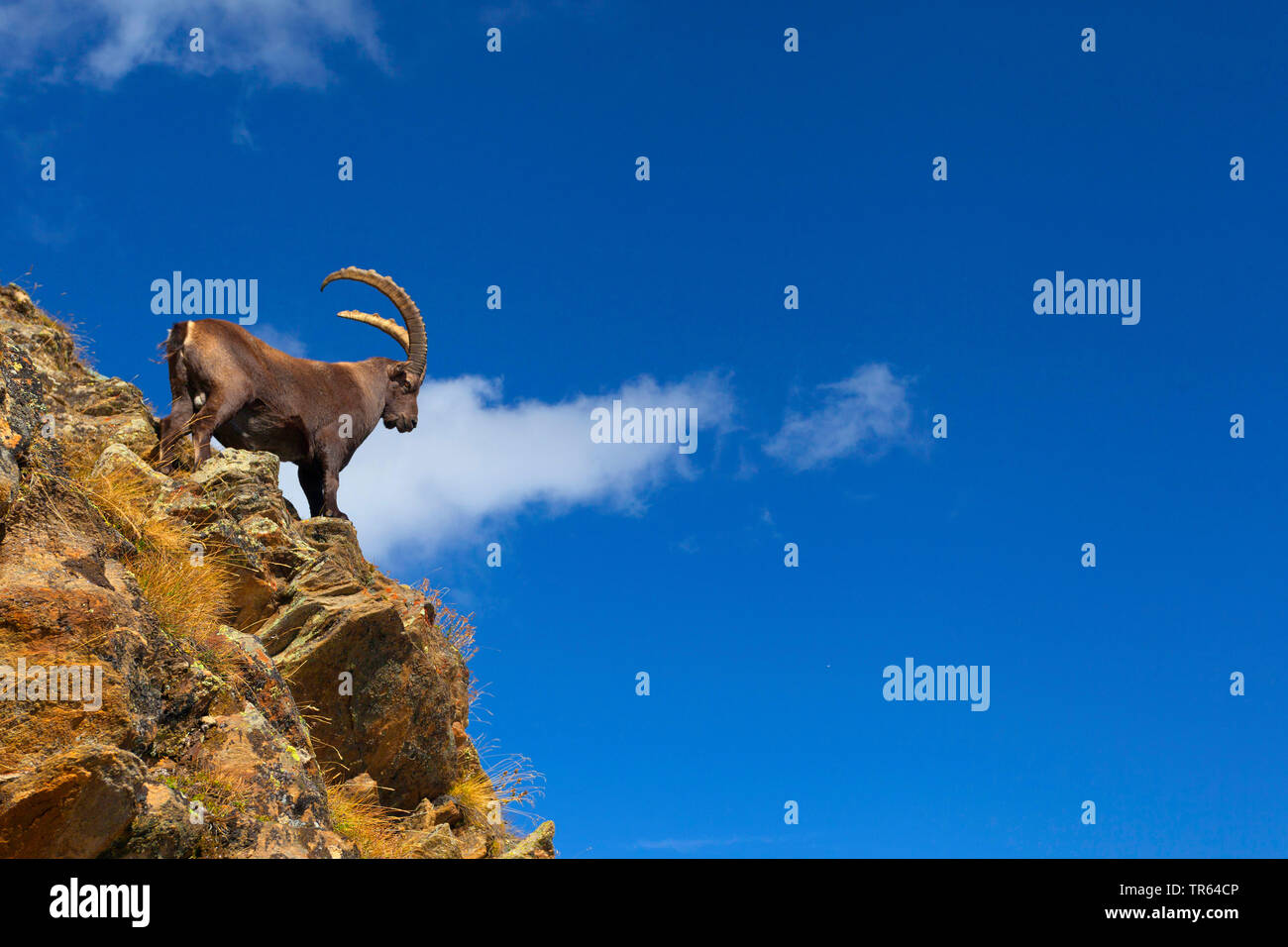 Alpine ibex (Capra ibex, Capra ibex ibex), buck standing on a rock ...