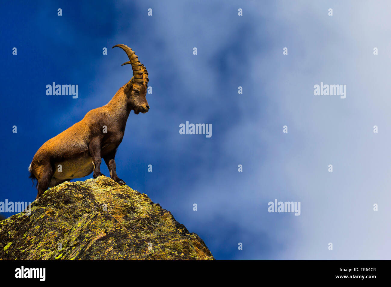 Standing on mountainside hi-res stock photography and images - Alamy