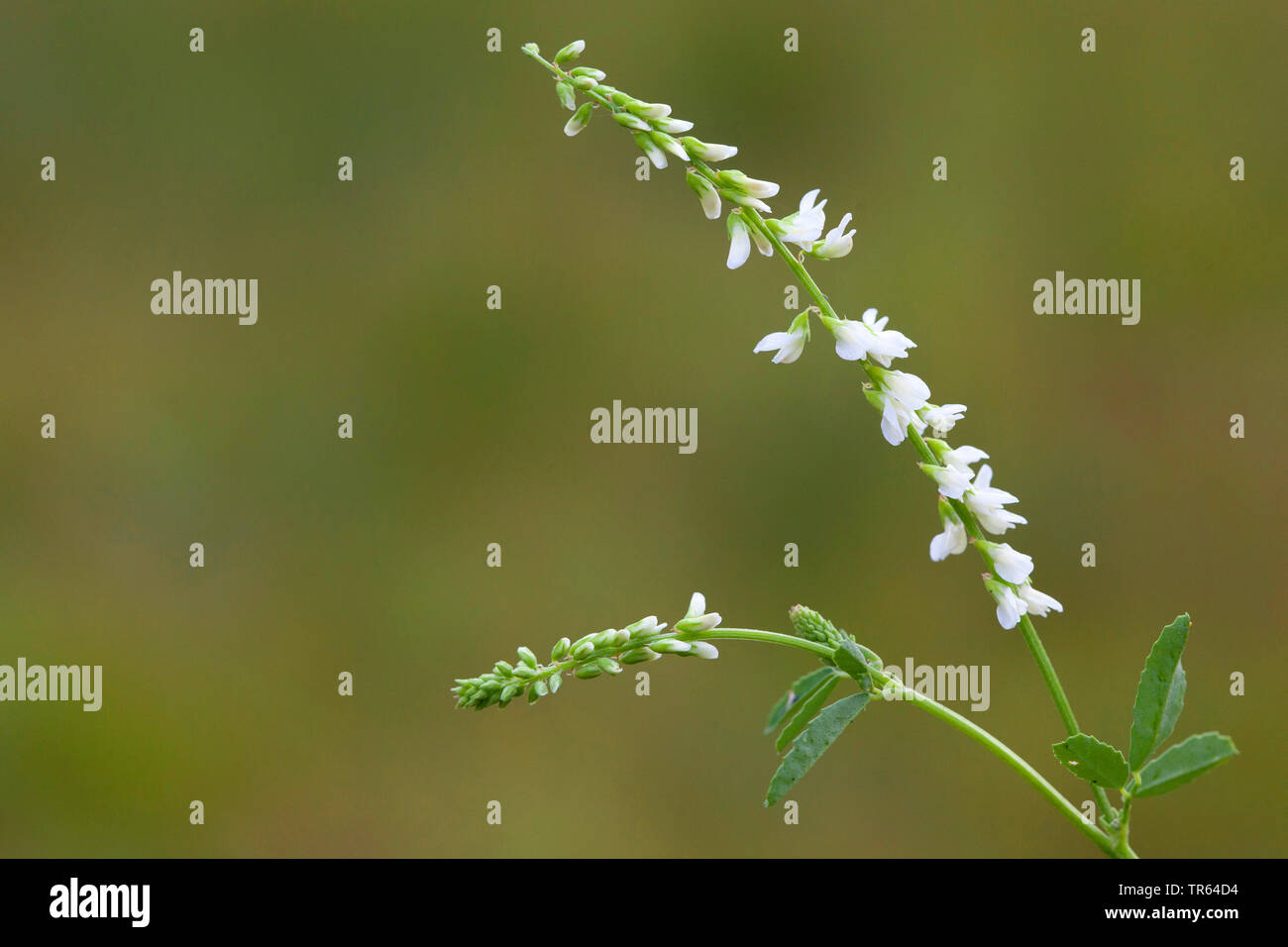 white melilot, white sweetclover (Melilotus albus, Melilotus alba ...