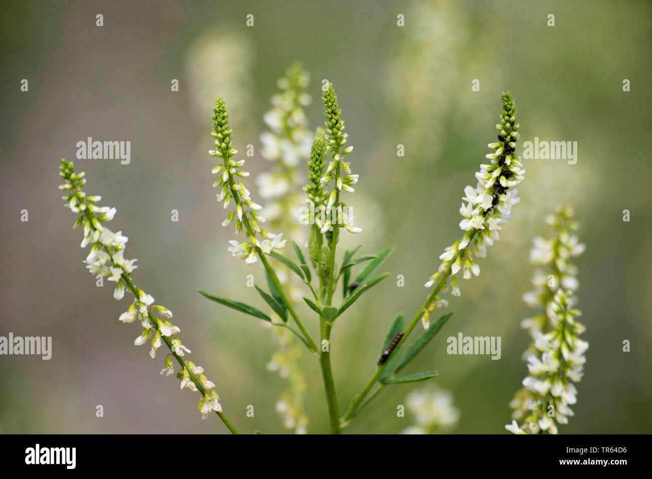 Melilotus alba hi-res stock photography and images - Alamy