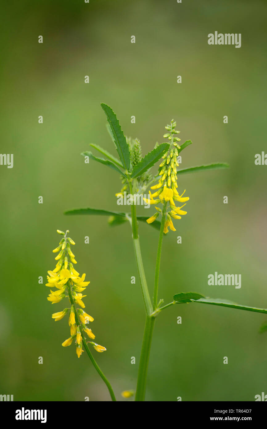 Common melilot, Ribbed melilot, Yellow melilot, Yellow sweetclover ...
