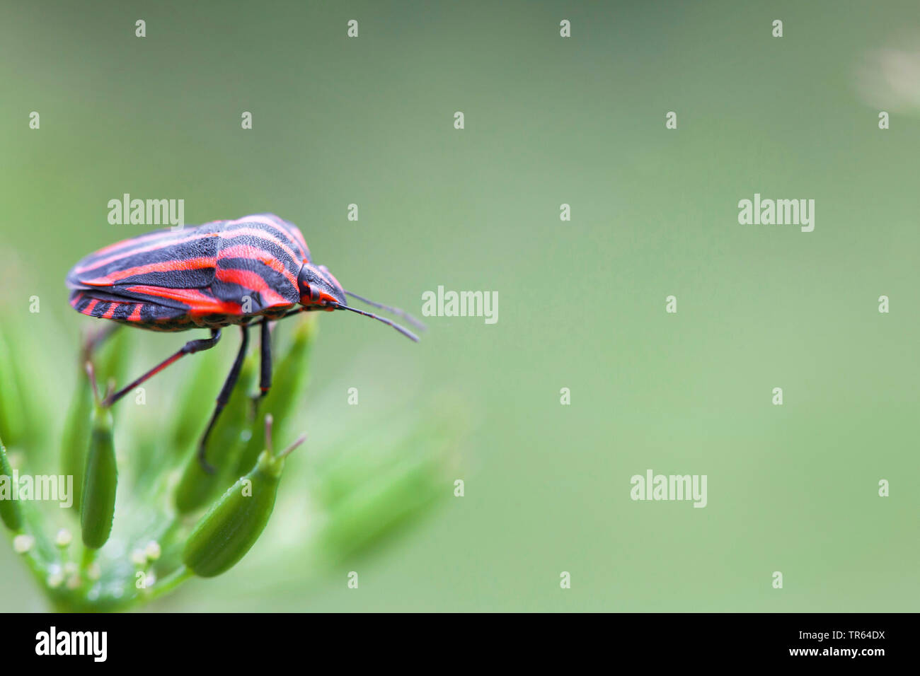 Italian Striped-Bug, Minstrel Bug (Graphosoma lineatum, Graphosoma ...