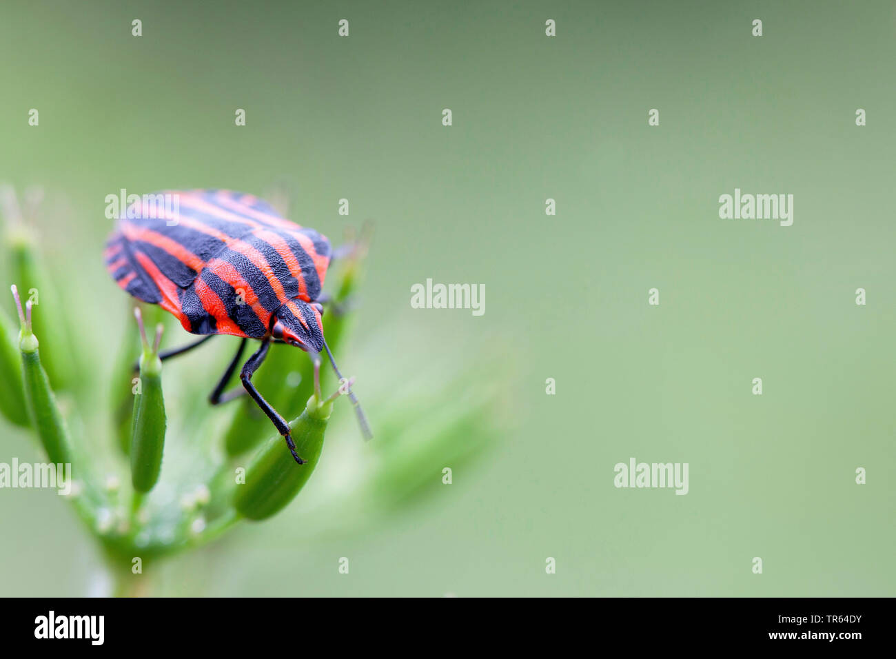 Minstrel bug hi-res stock photography and images - Alamy