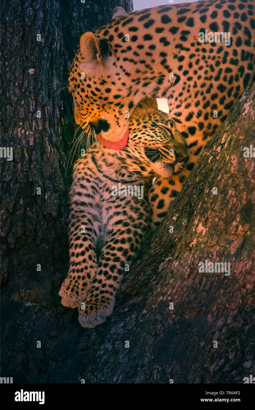 black leopard, black panther (Panthera pardus), leopardess sitting with ...