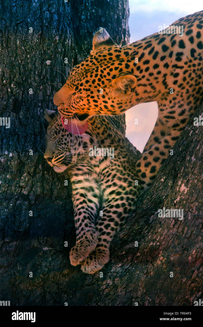 black leopard, black panther (Panthera pardus), leopardess sitting with ...