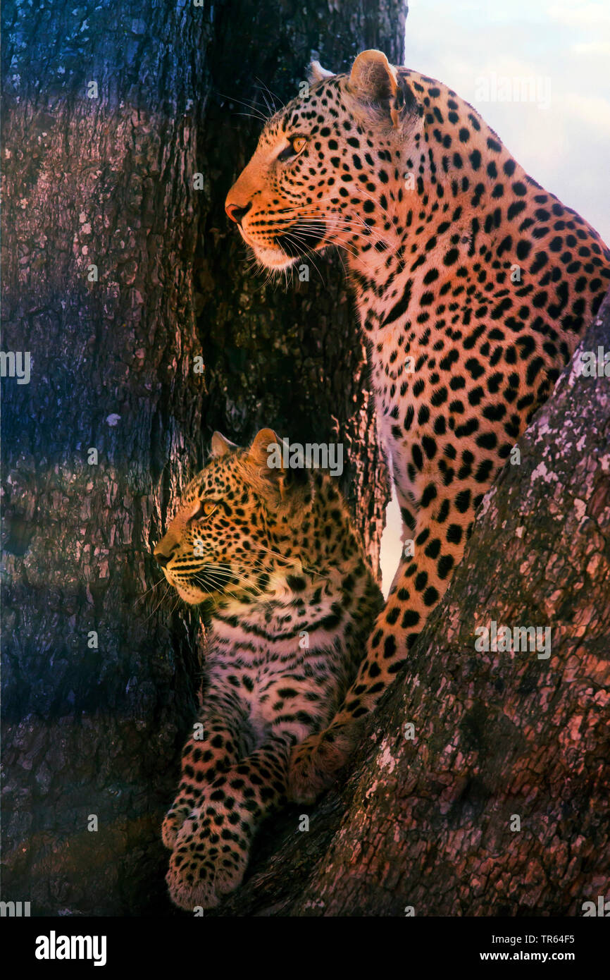 black leopard, black panther (Panthera pardus), leopardess sitting with ...