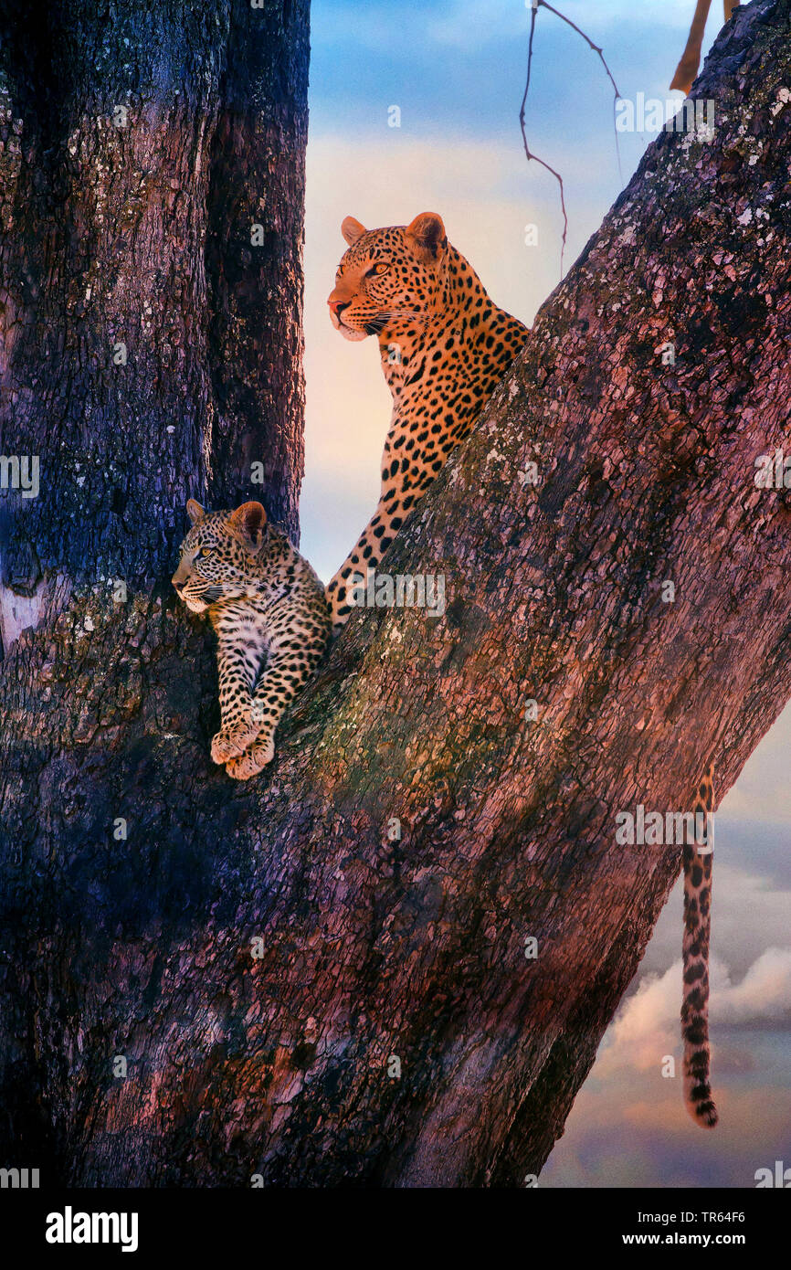 black leopard, black panther (Panthera pardus), leopardess sitting with ...