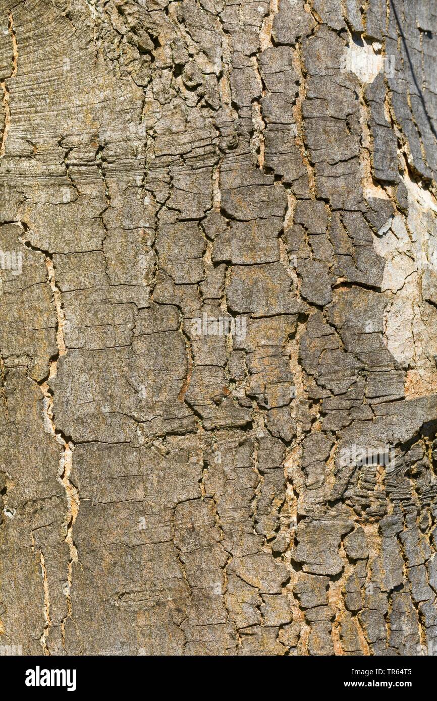 sycamore maple, great maple (Acer pseudoplatanus), bark, Germany Stock ...
