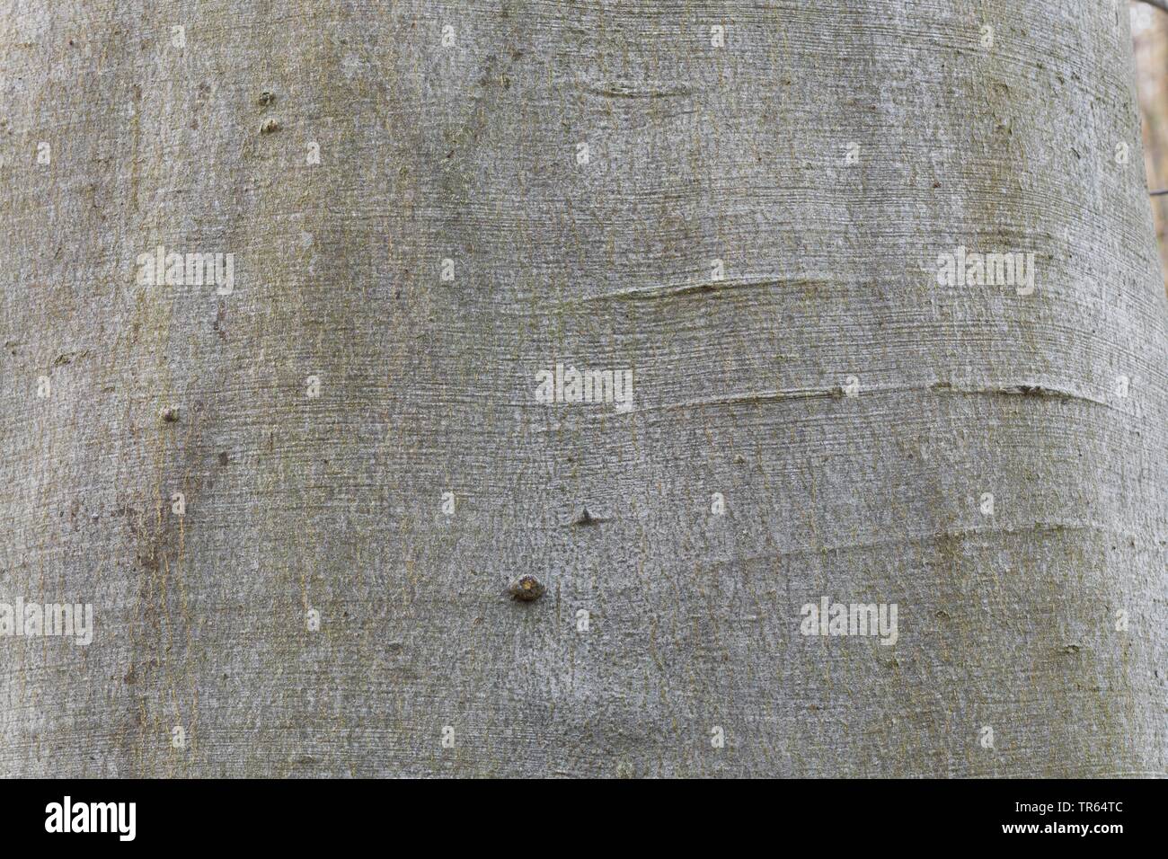 common beech (Fagus sylvatica), bark, Germany Stock Photo - Alamy
