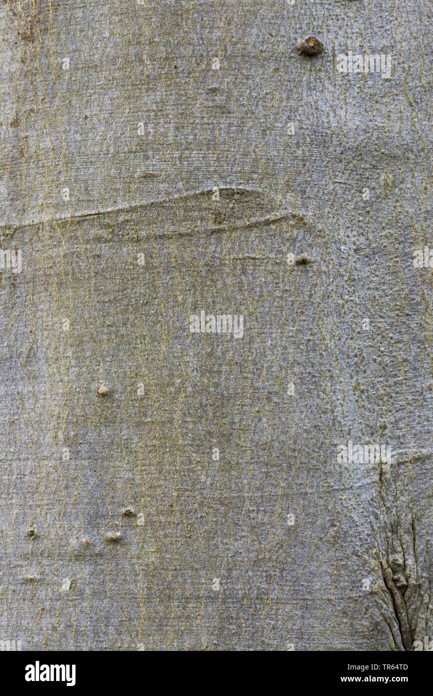 common beech (Fagus sylvatica), bark, Germany Stock Photo - Alamy