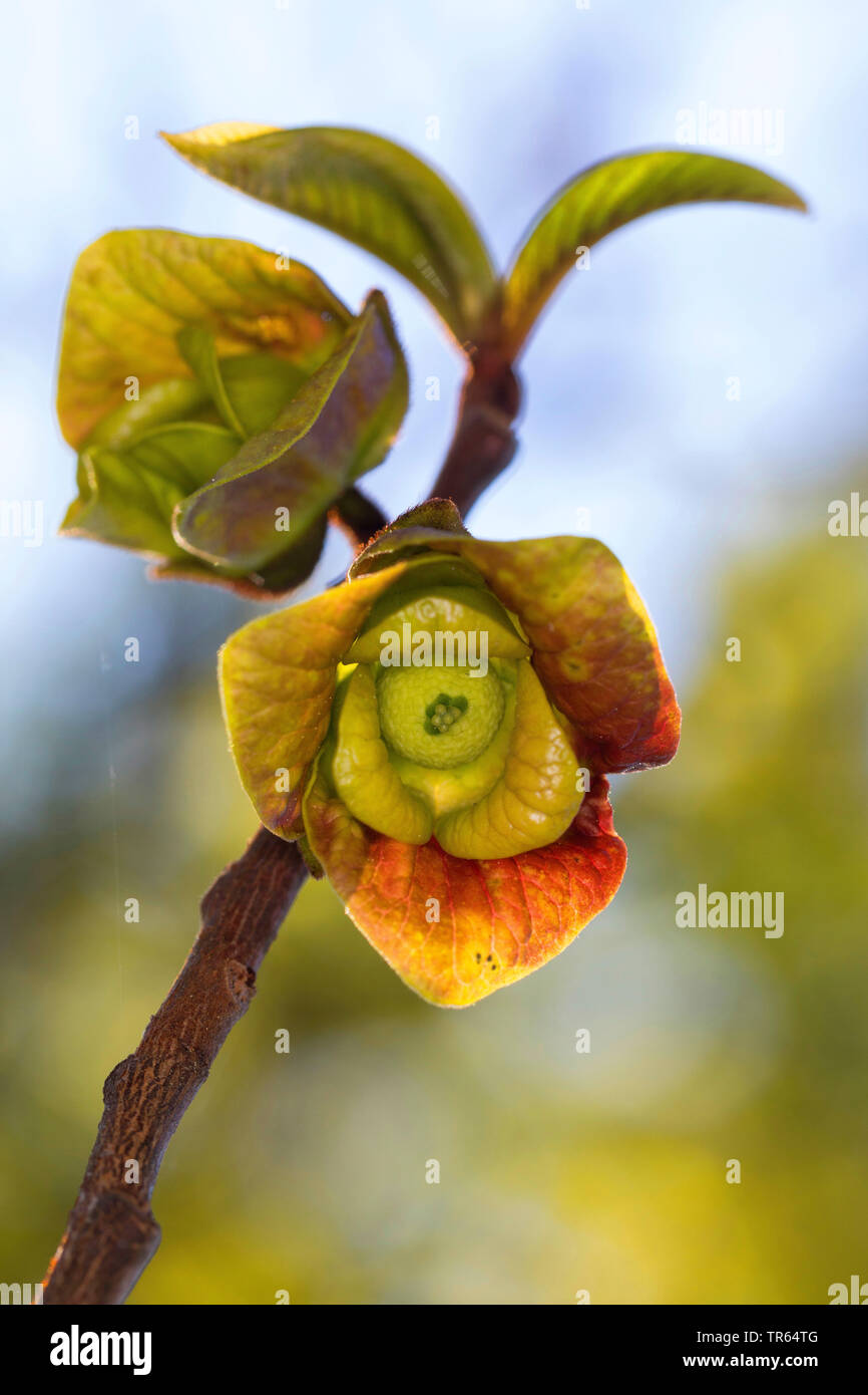 Cherimoya Flower