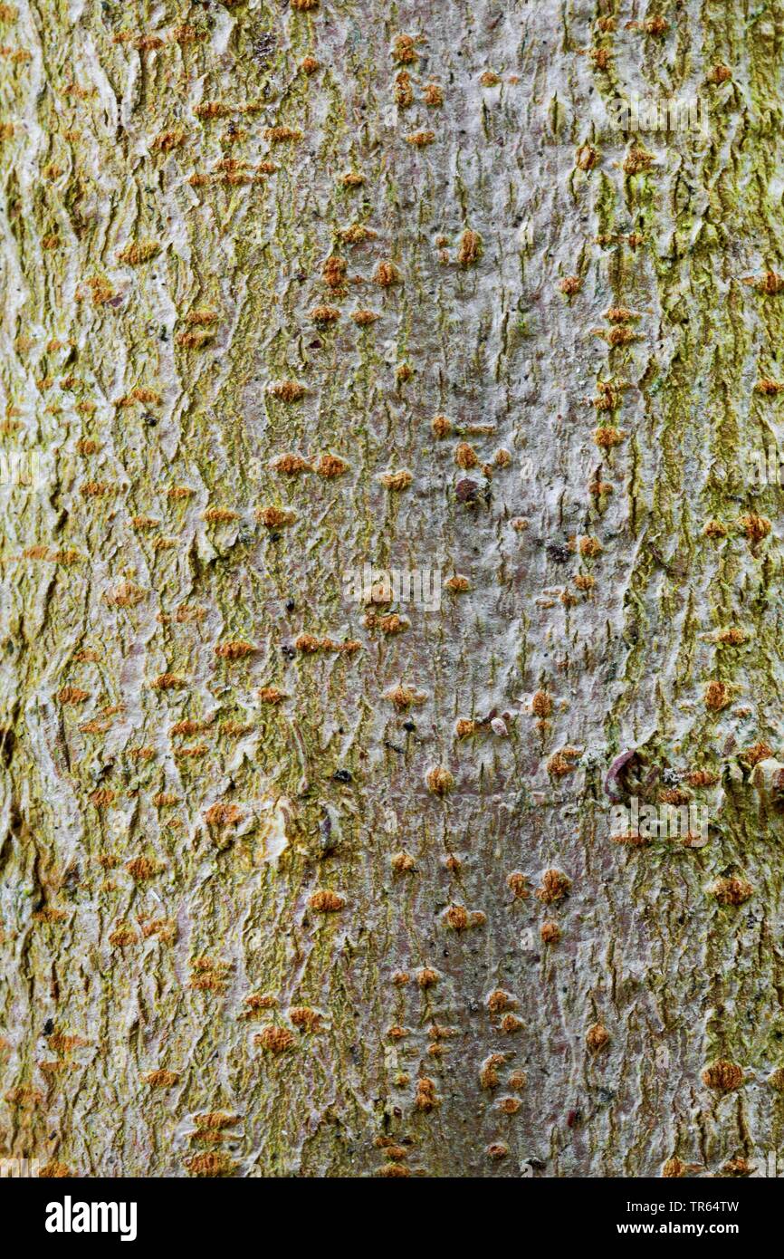 Acer Campestre Bark Hi res Stock Photography And Images Alamy Acer Campestre Bark Hi res Stock Photography And Images Alamy