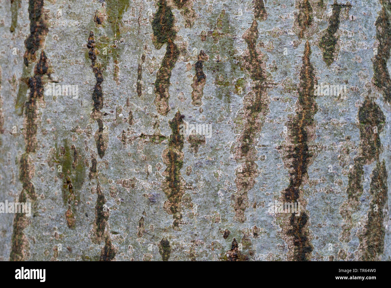 grey alder, hoary alder, speckled alder (Alnus incana), bark, Germany ...