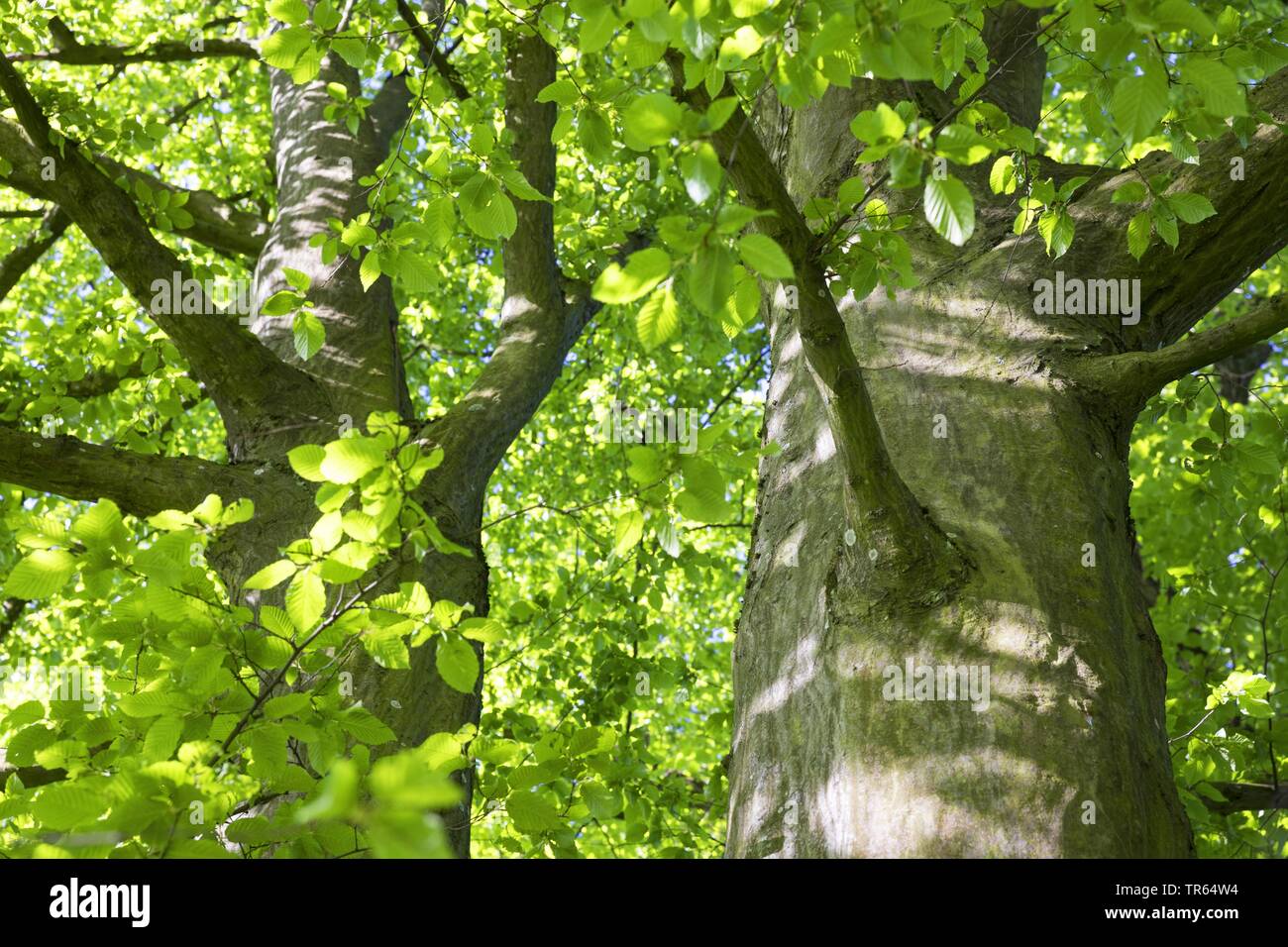 common hornbeam, European hornbeam (Carpinus betulus), view of the crow ...