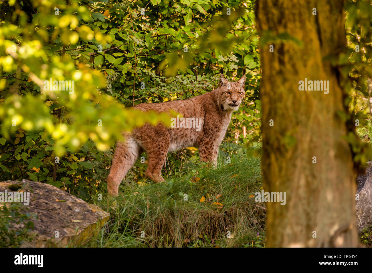 Eurasian lynx (Lynx lynx), stalking at the forest edge, side view ...