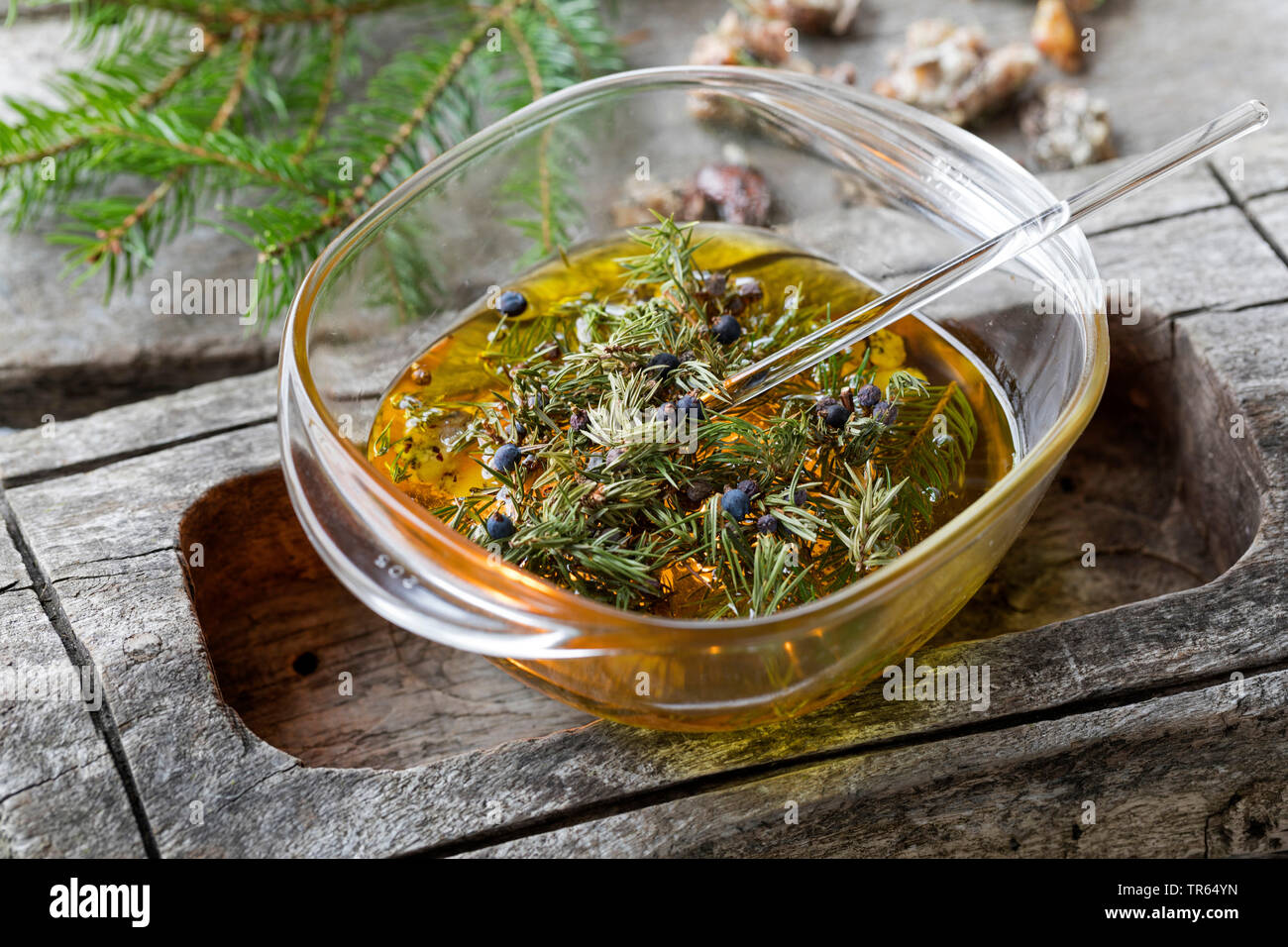 Common juniper, Ground juniper (Juniperus communis), healing ointment ...