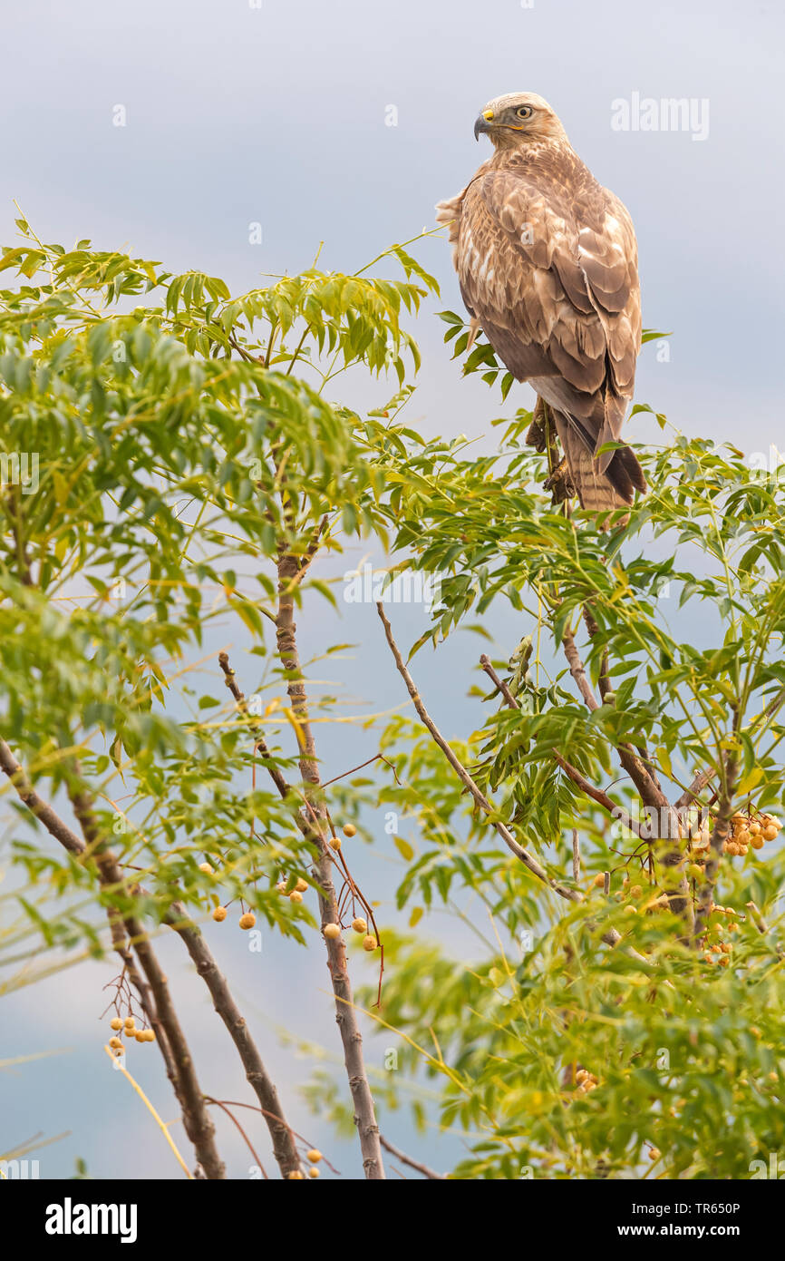 Rainfall and wildlife hi-res stock photography and images - Alamy