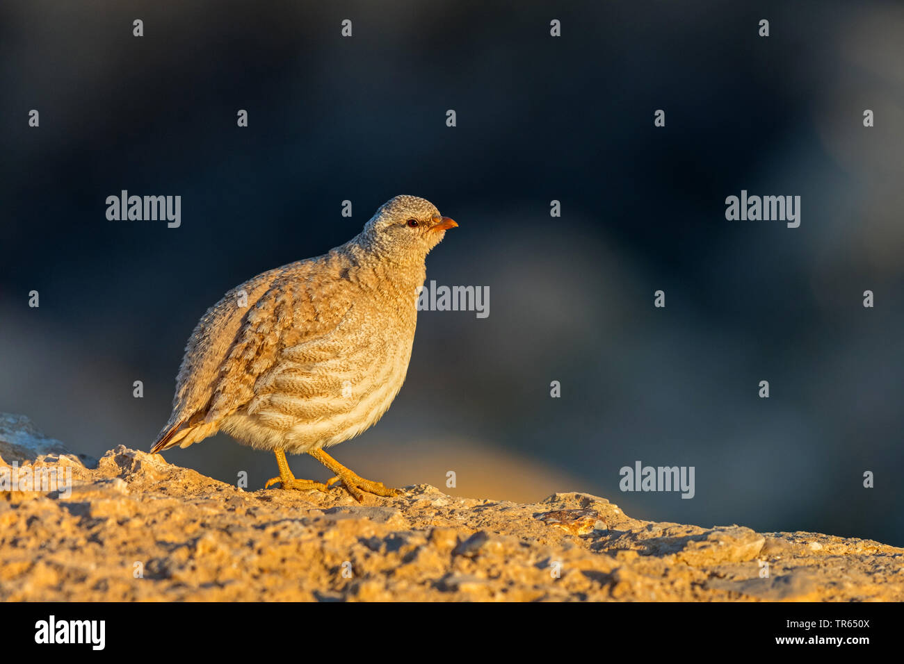 sand partridge (Ammoperdix heyi), sitting on the ground, Israel Stock ...