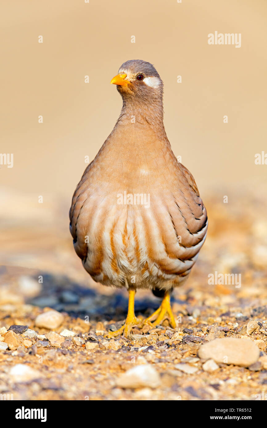 sand partridge (Ammoperdix heyi), sitting on the ground, Israel Stock ...