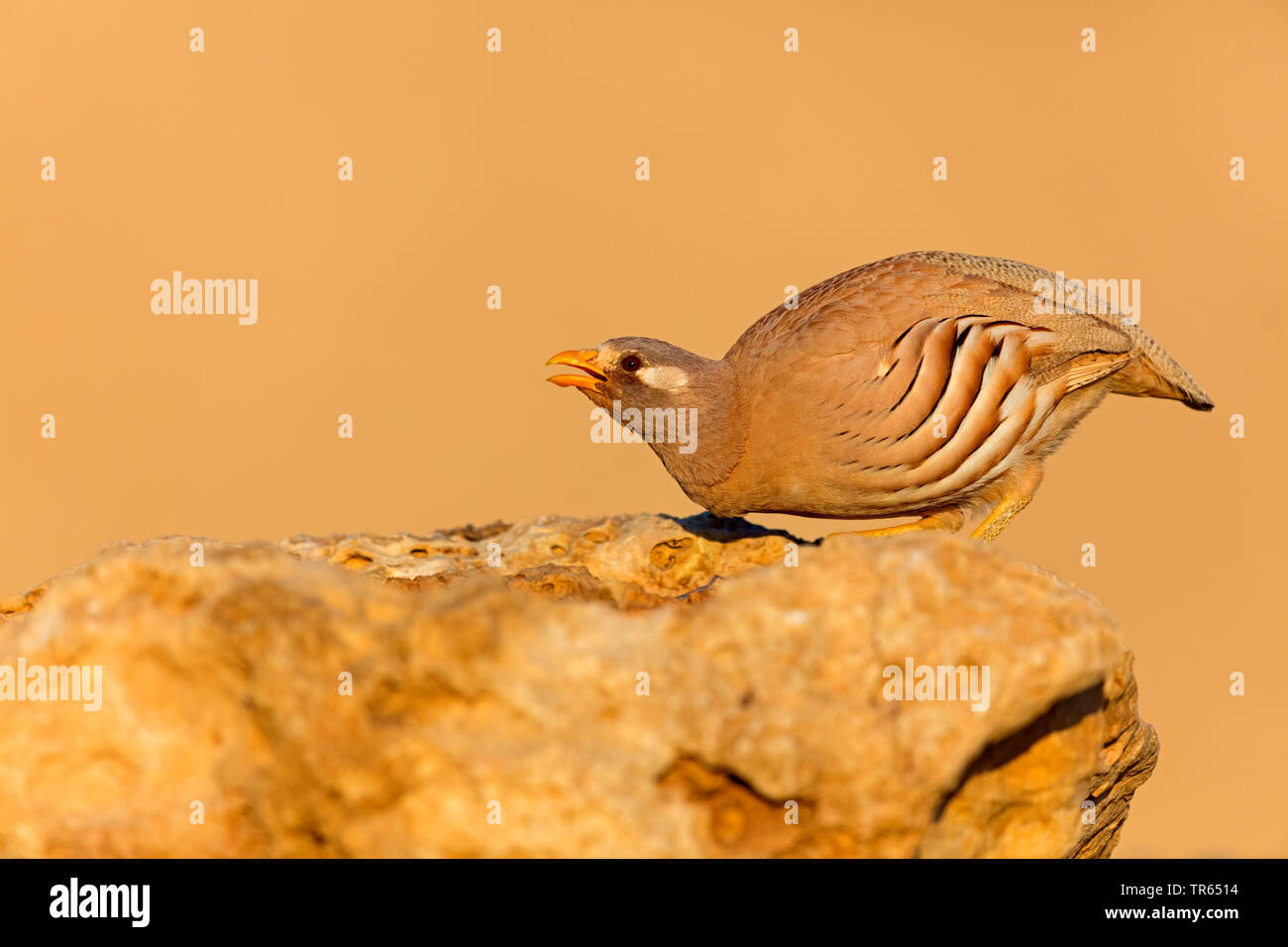 sand partridge (Ammoperdix heyi), sitting on the ground, Israel Stock ...