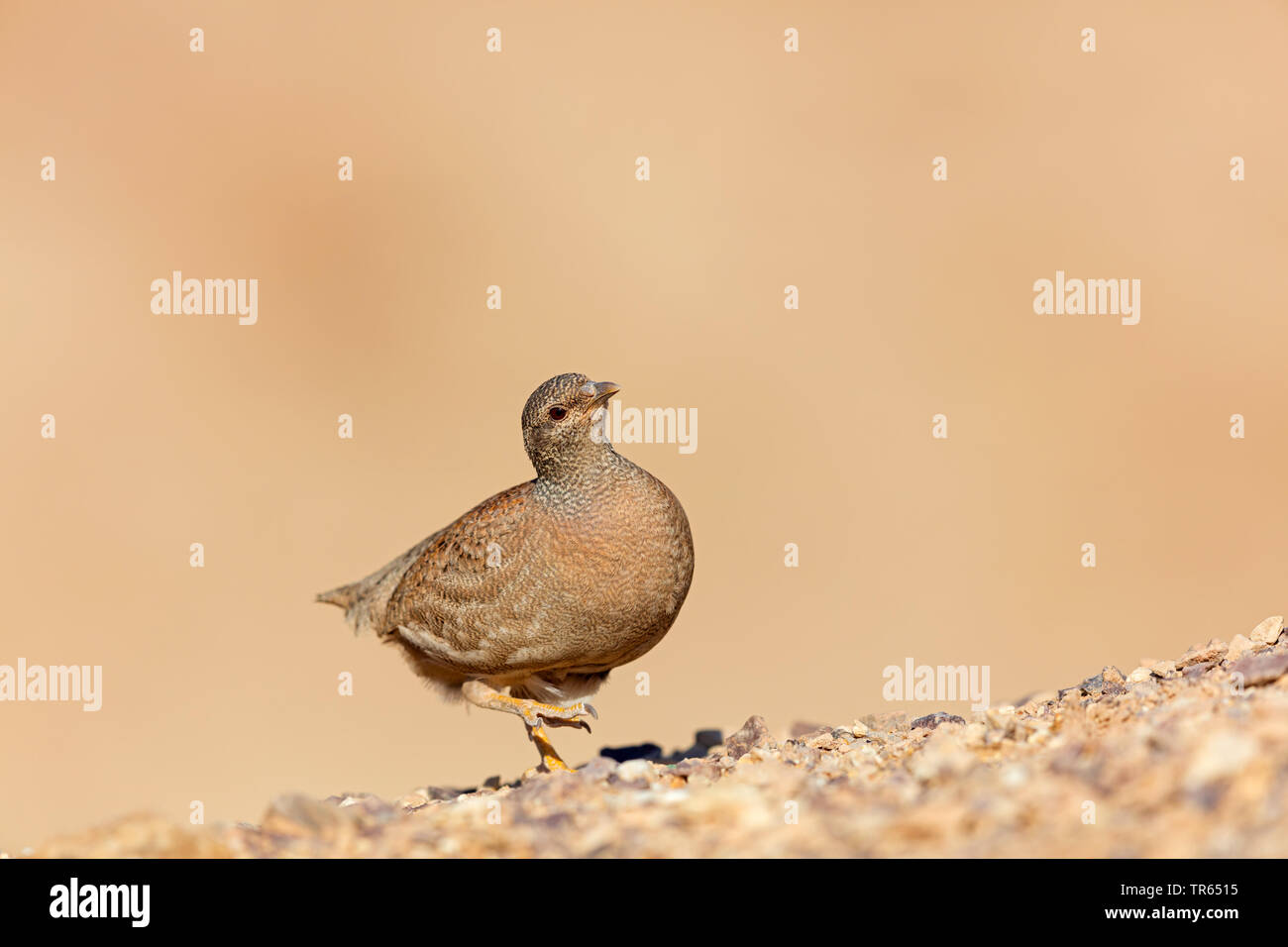 sand partridge (Ammoperdix heyi), walking on the ground, Israel Stock ...