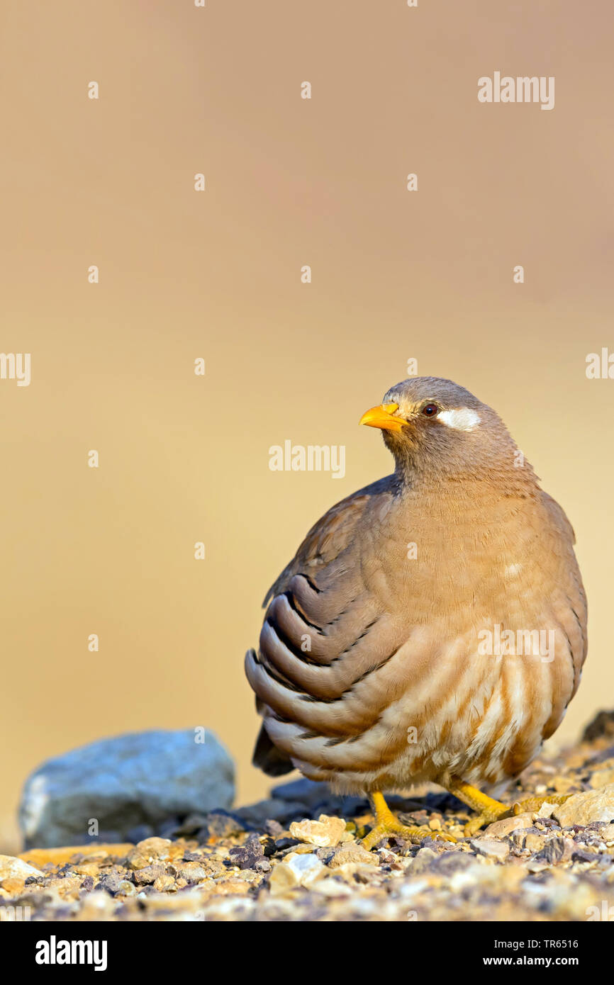 sand partridge (Ammoperdix heyi), sitting on the ground, Israel Stock ...