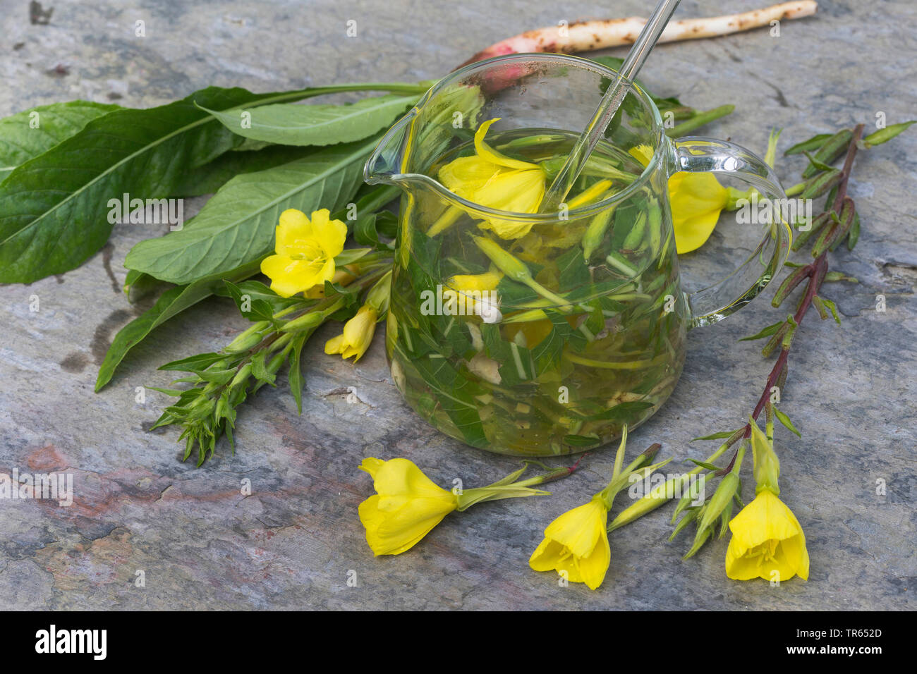common evening primrose (Oenothera biennis), self-made evening primrose ...