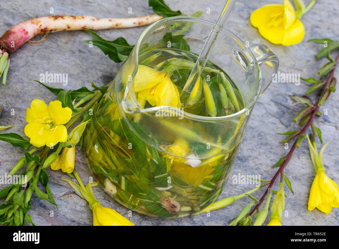 common evening primrose (Oenothera biennis), self-made evening primrose ...
